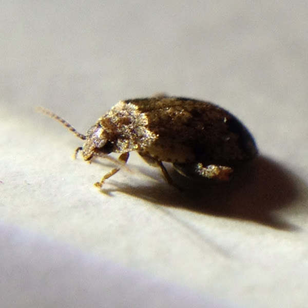 Flea Beetle | Project Noah