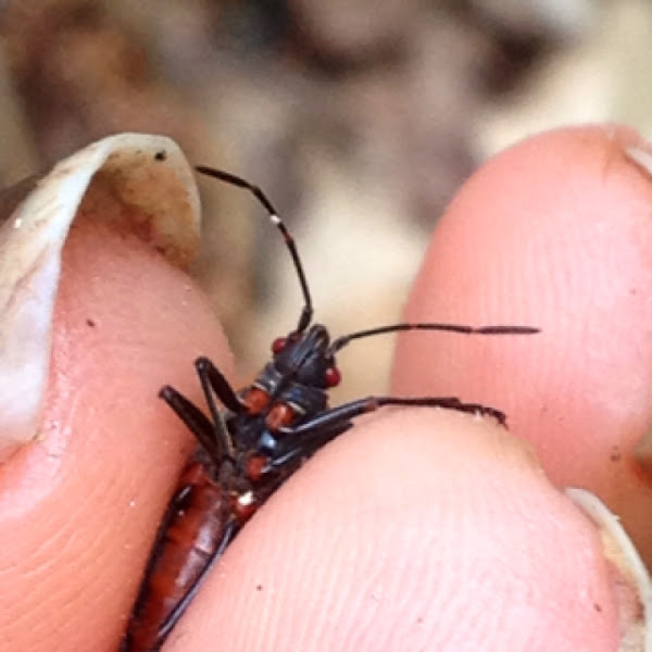 Eastern Boxelder Bug | Project Noah