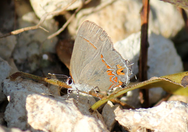 Dusky-blue Groundstreak | Project Noah