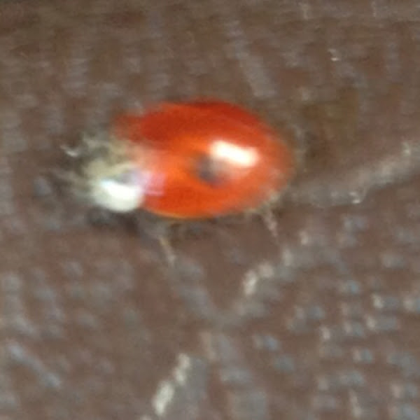 Lady Bug | Project Noah