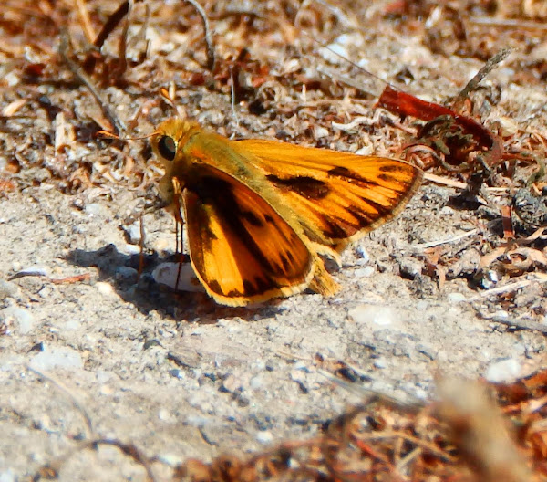 Skipper Butterfly | Project Noah