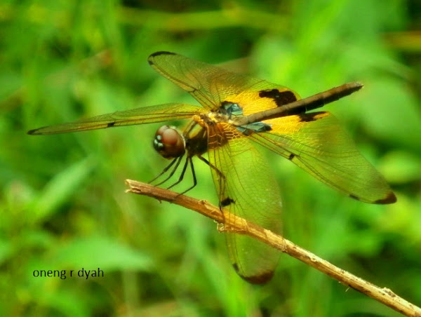 Dragonfly. | Project Noah