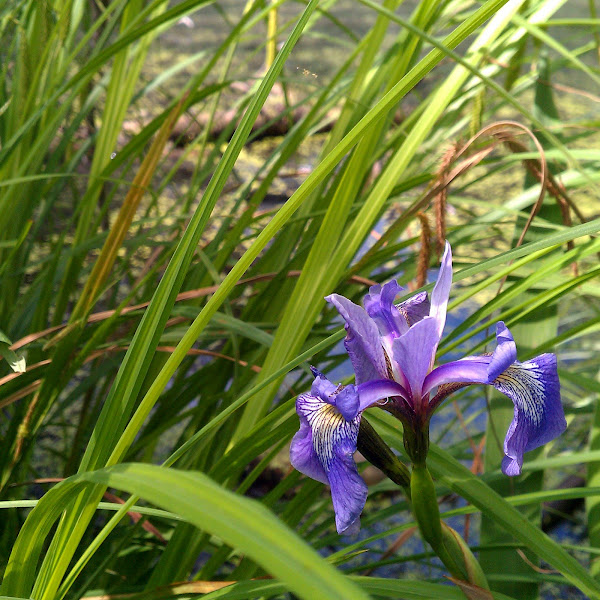 Blue Flag Iris | Project Noah