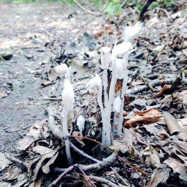 Ghost plant Indian pipe Corpse plant | Project Noah
