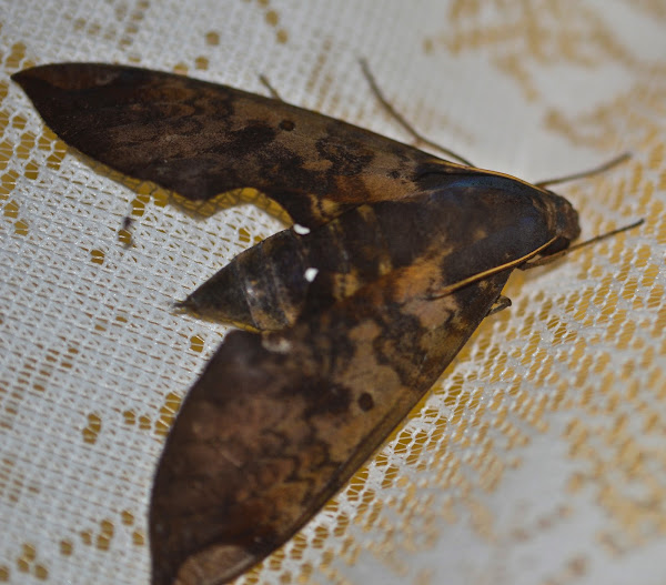 Fig Sphinx | Project Noah