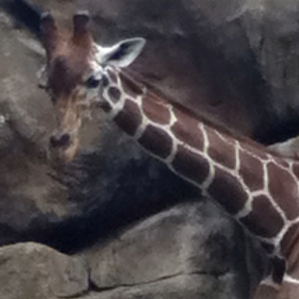 Giraffe | Project Noah