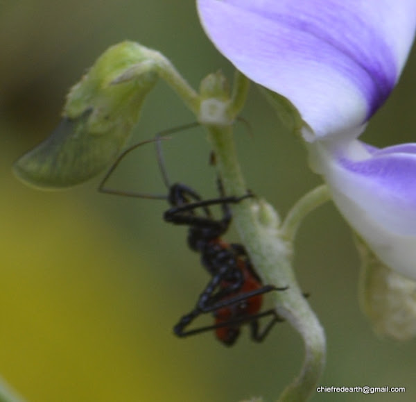 Assassin Bug Nymph | Project Noah