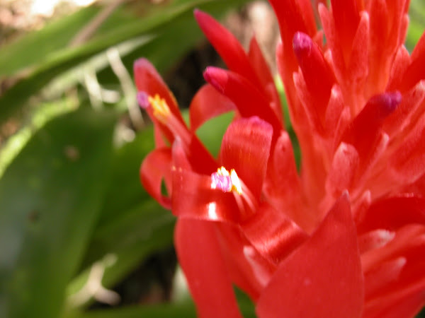 Red Torch Bromeliad | Project Noah