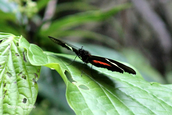 Clysonymus Longwing, Yellow Longwing or Montane longwing | Project Noah