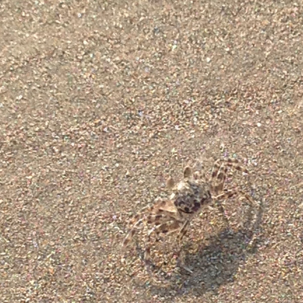 Ghost Crab | Project Noah