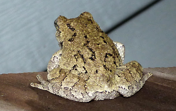 Gray Tree Frog | Project Noah