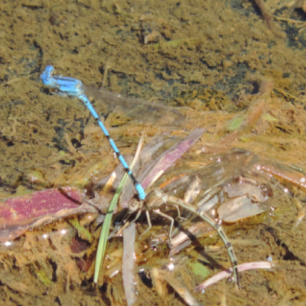 Aztec Dancer pair | Project Noah