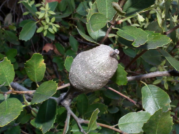 Gouty Stem Gall Wasp | Project Noah