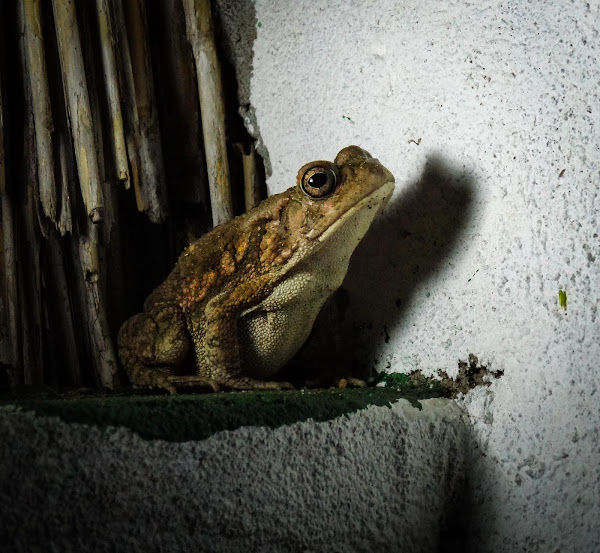 African Common Toad | Project Noah