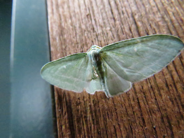 White-fringed Emerald | Project Noah