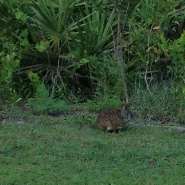 Marsh Rabbit | Project Noah