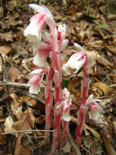 Red Indian Pipe | Project Noah