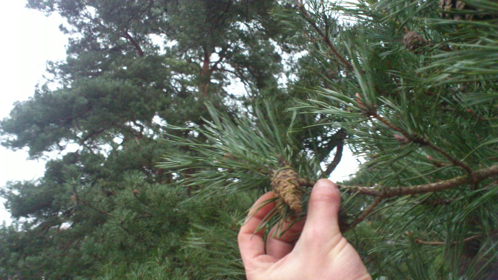 Invasive Weeds: Invasive Evergreens in Suburban Coastal Dorset