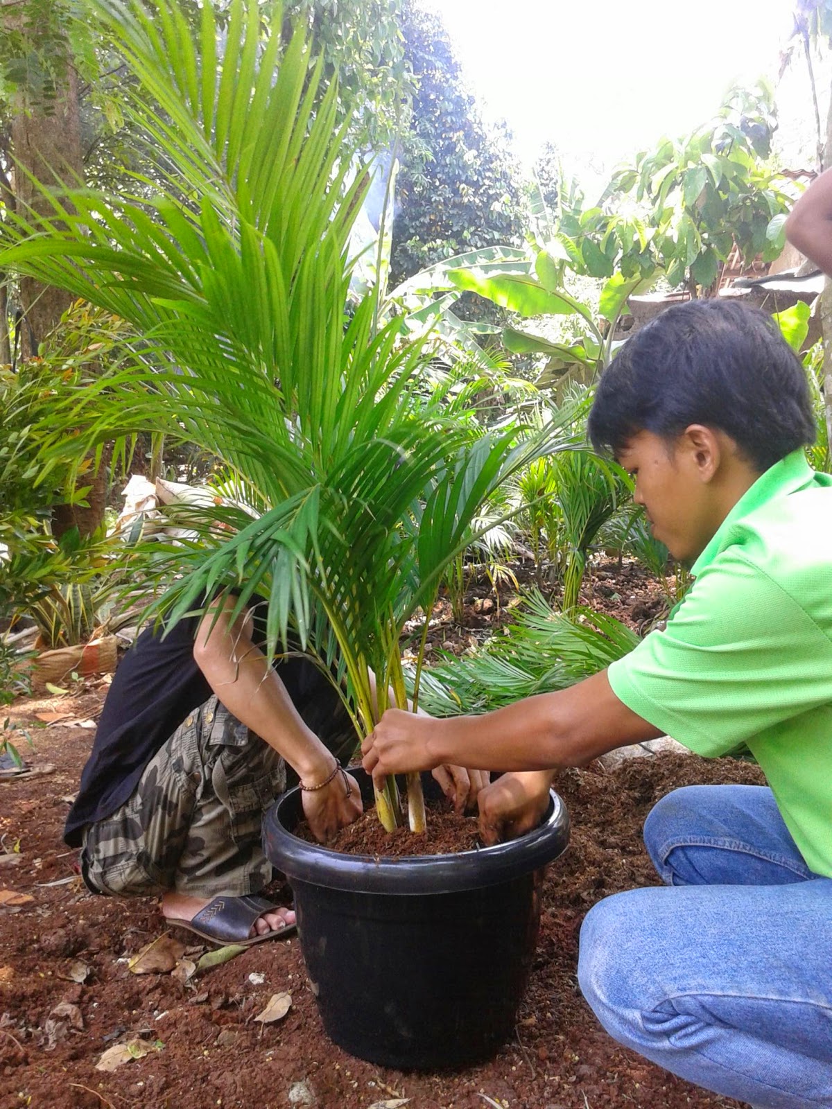 TUKANG TAMAN JAKARTA | JUAL POHON PUCUK MERAH | TUKANG TAMAN DEPOK ...