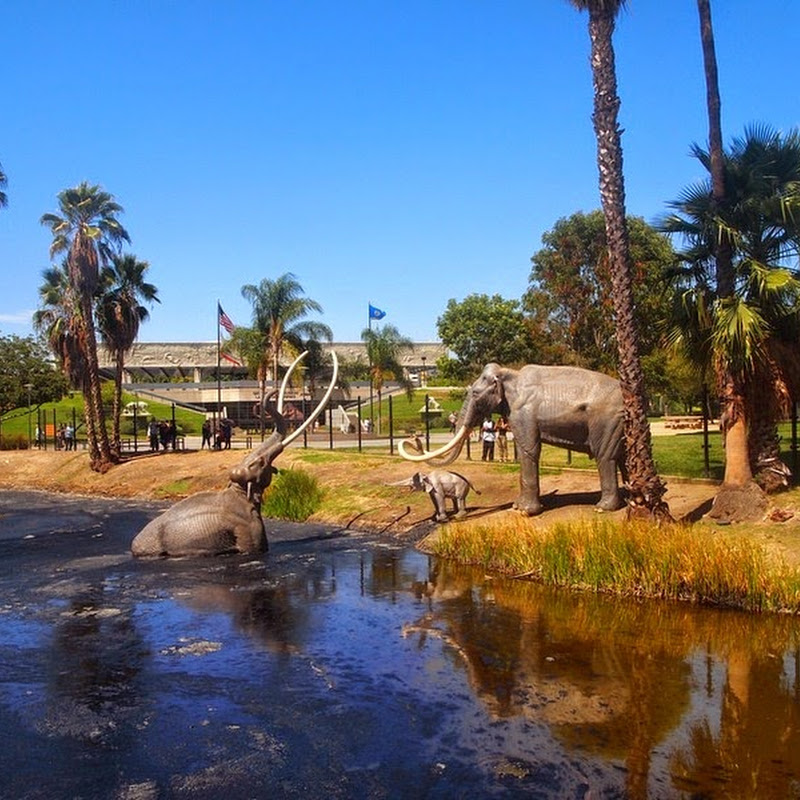 La Brea Tar Pits And The Fossils Within | Amusing Planet