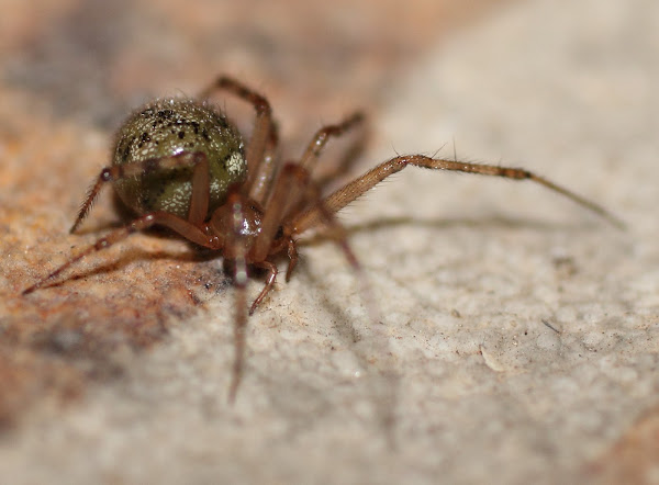 False house button spider | Project Noah