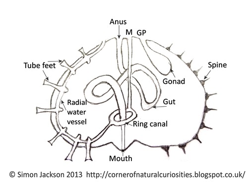 Corner of Natural Curiosities: How Do Sea Urchins Reproduce and Grow?