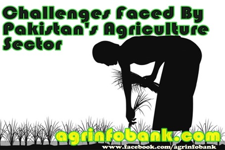 Challenges Faced By Pakistan's Agriculture Sector | Farming: Feed the ...