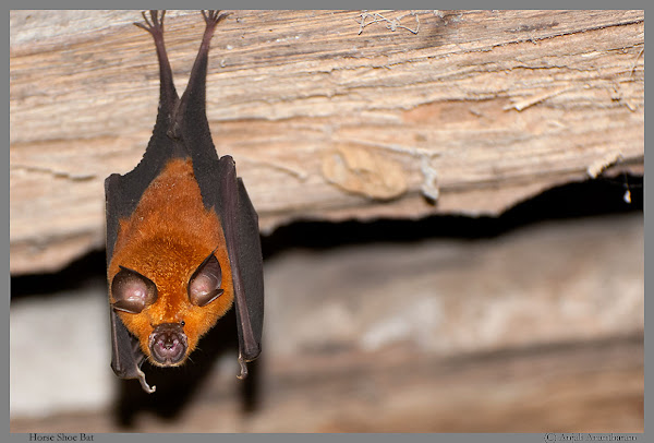 Rufous Horseshoe Bat | Project Noah