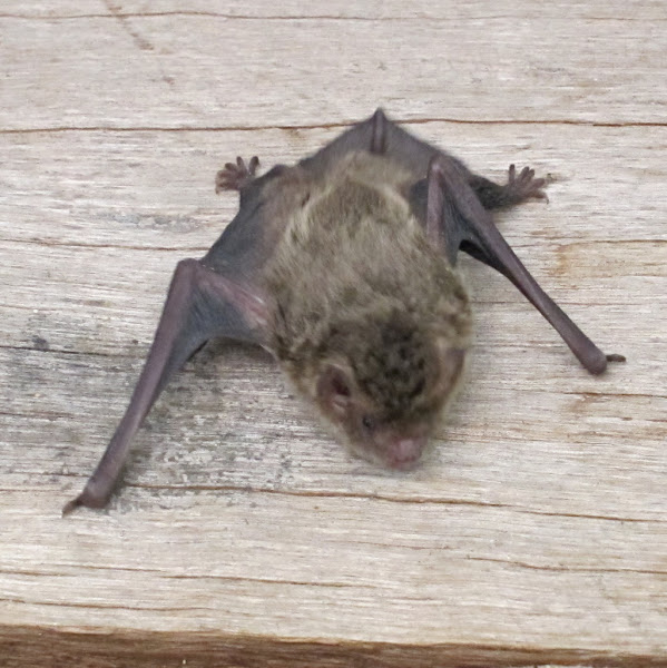 Little Forest Bat | Project Noah