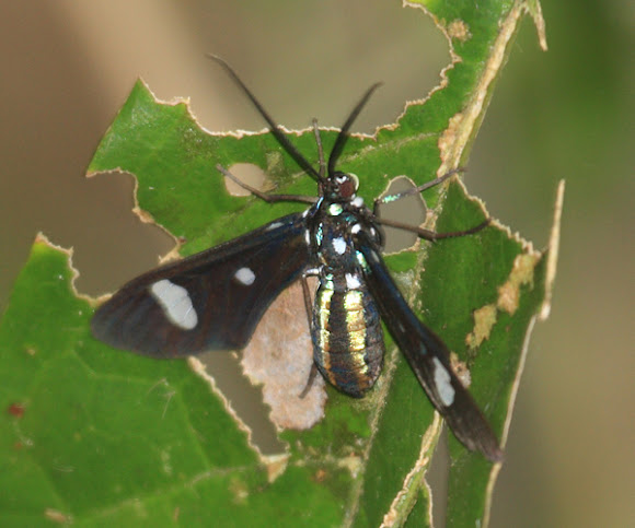 Wasp Moth | Project Noah