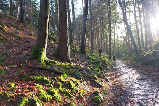 Walking Tyrebagger Forest in Scotland with the boys on Saturday. Mud ...