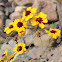 Orange coreopsis | Project Noah