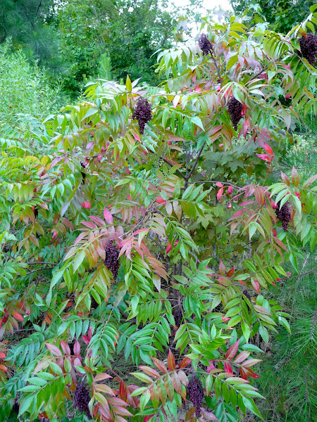 Winged Sumac | Project Noah