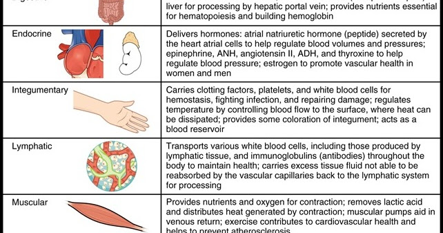 10 Major Functions of Circulatory System ~ Biology Exams 4 U