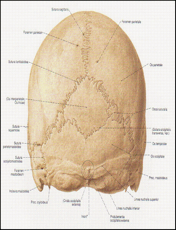 Buku Anatomi Bagian I