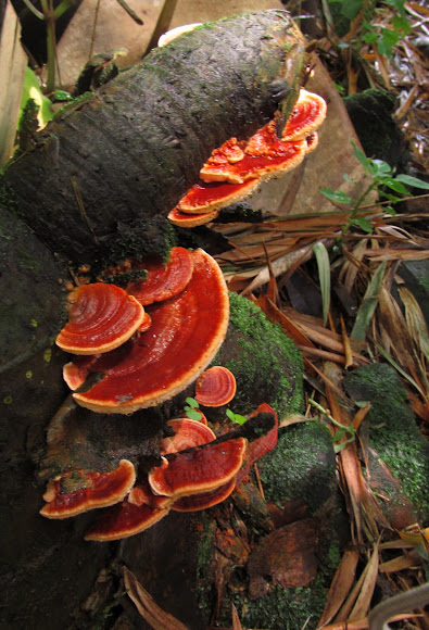 Fungi red | Project Noah