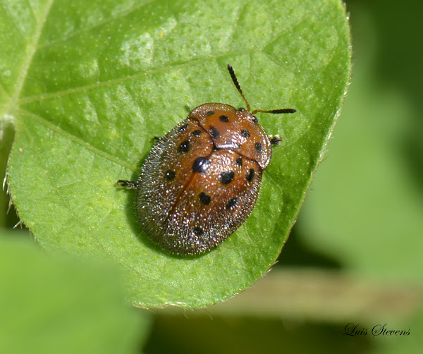 Argus Tortoise Beetle | Project Noah