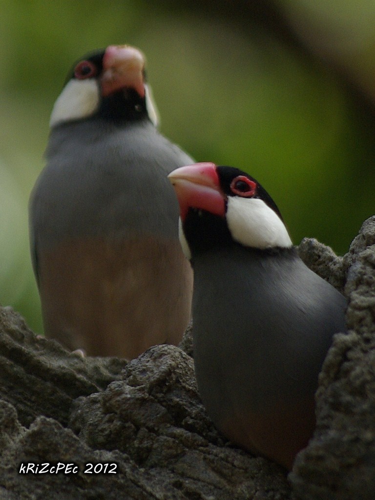 kRiZcPEc PhotoBlog (II): Two Java Rice Birds