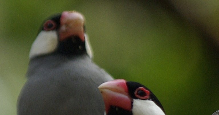 kRiZcPEc PhotoBlog (II): Two Java Rice Birds
