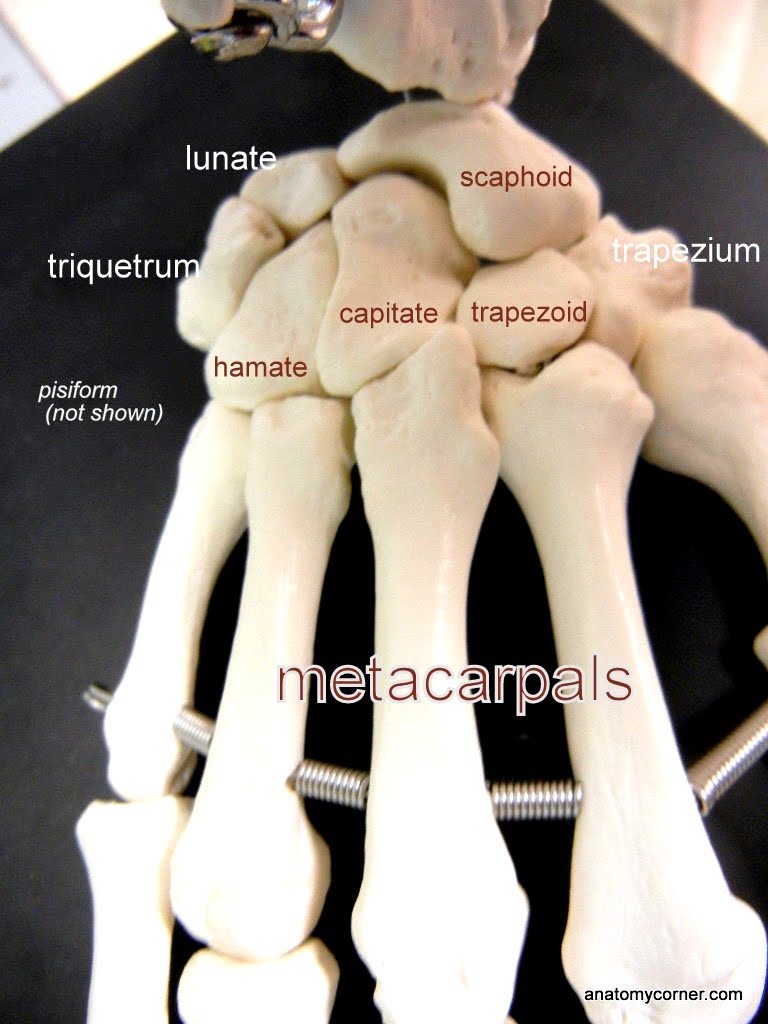carpals_labeled.JPG