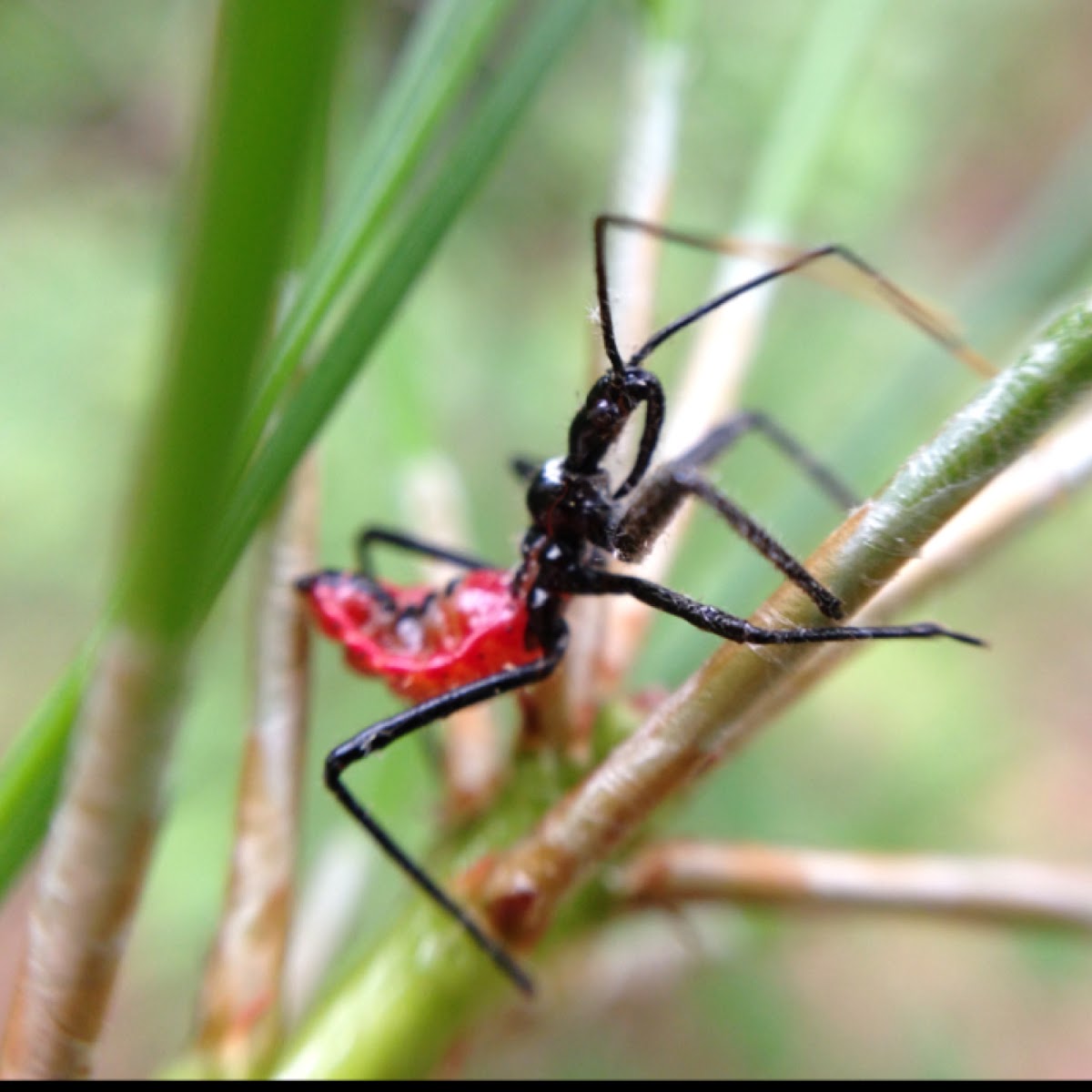 Wheel Bug (nymph) | Project Noah