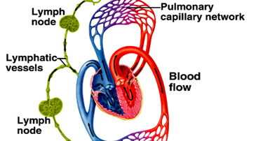 Major Differences: Difference between Blood and Lymph