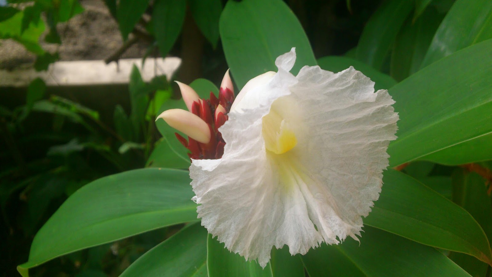 Bunga Siung Macan || Nana Ermiana