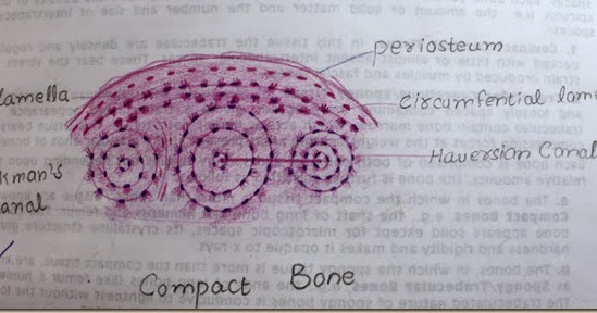 Histology Of Compact Bone Diagram - Zoology 141: Connective Tissues,Membranes,Muscle & Nerve ...