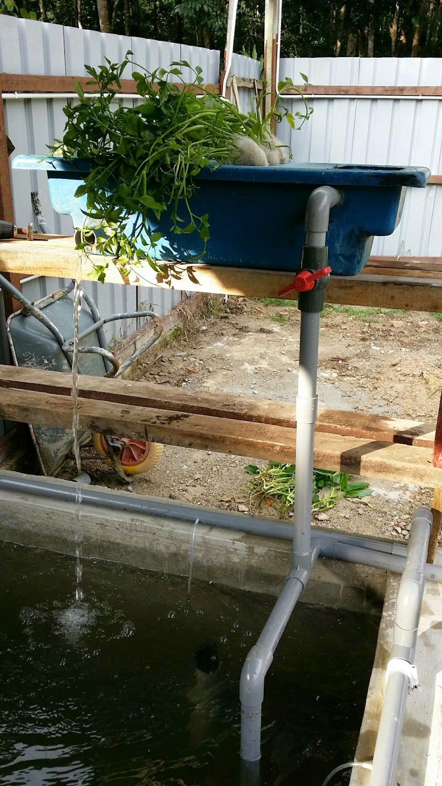 ArowanaLui: Hydroponic Filter system.