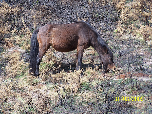 Cavalo Garrano | Project Noah
