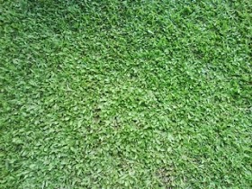JUAL RUMPUT GAJAH MINI | RUMPUT JEPANG | RUMPUT GOLF | RUMPUT SUIS ...