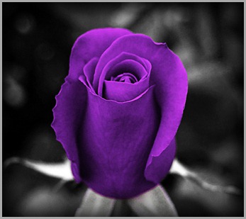 Imágenes de rosas violetas - Imagui