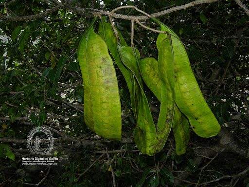 Entada - JungleKey.fr Image