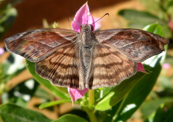 Many-banded Skipper | Project Noah